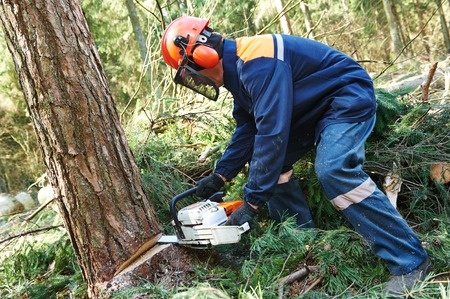 Chainsaw Safety 101