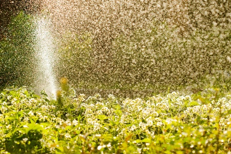 How to Save Water in Your Lawn and Garden - Lawrence Tool Rental Inc